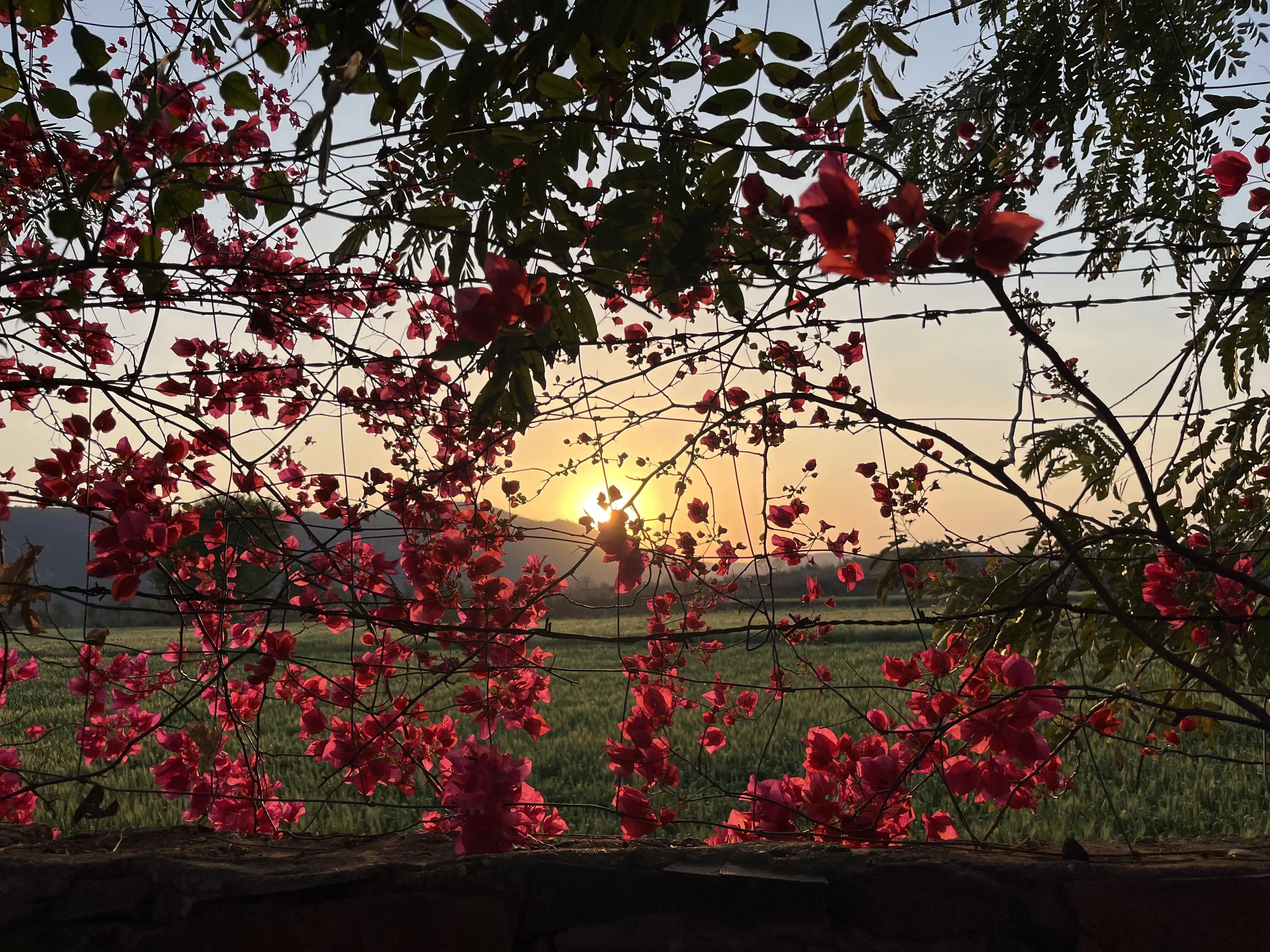 Vanaashrya Resort - Luxury Wildlife Resort in Sariska
