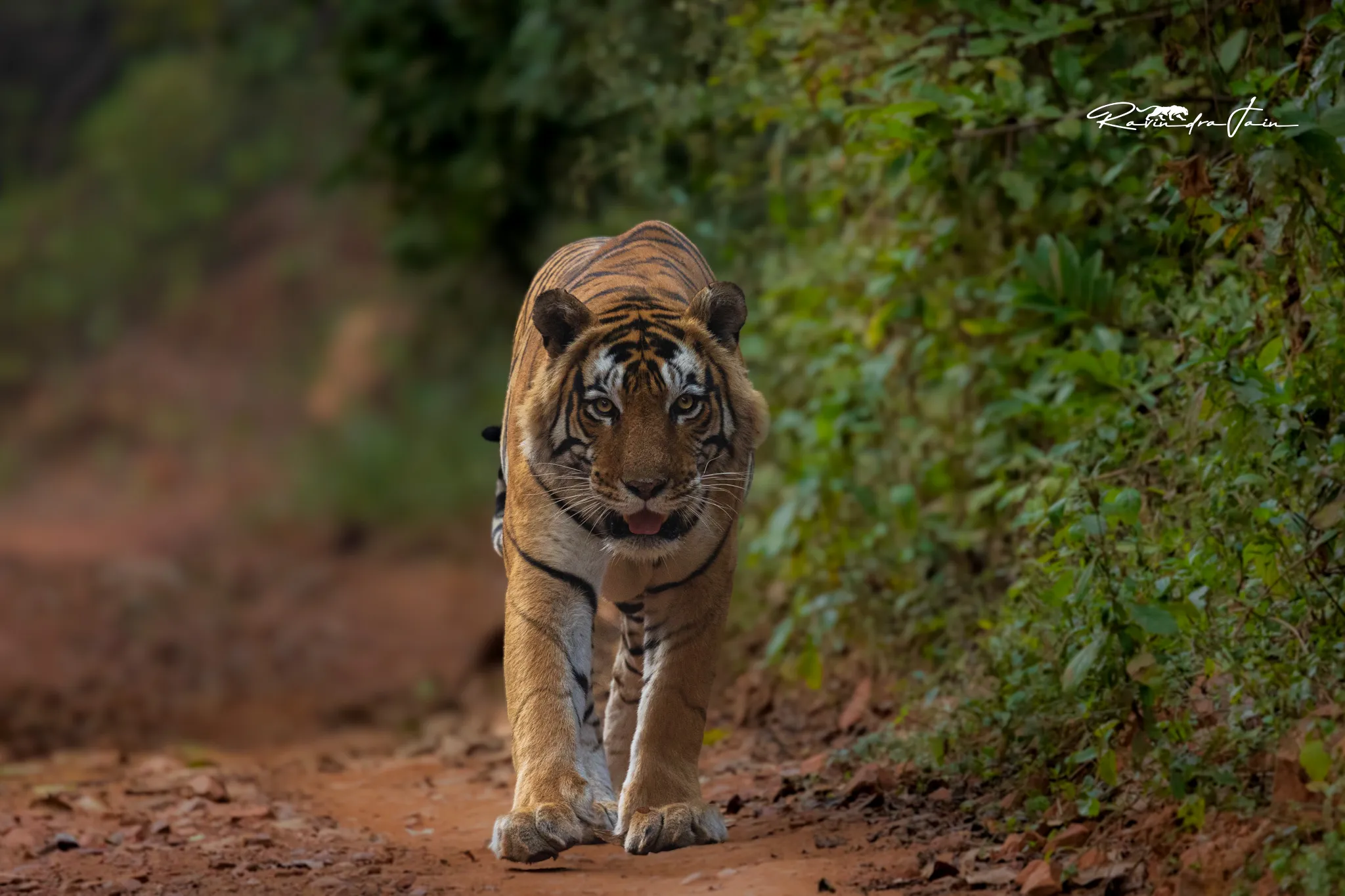 Vanaashrya Resort - Luxury Wildlife Resort in Sariska